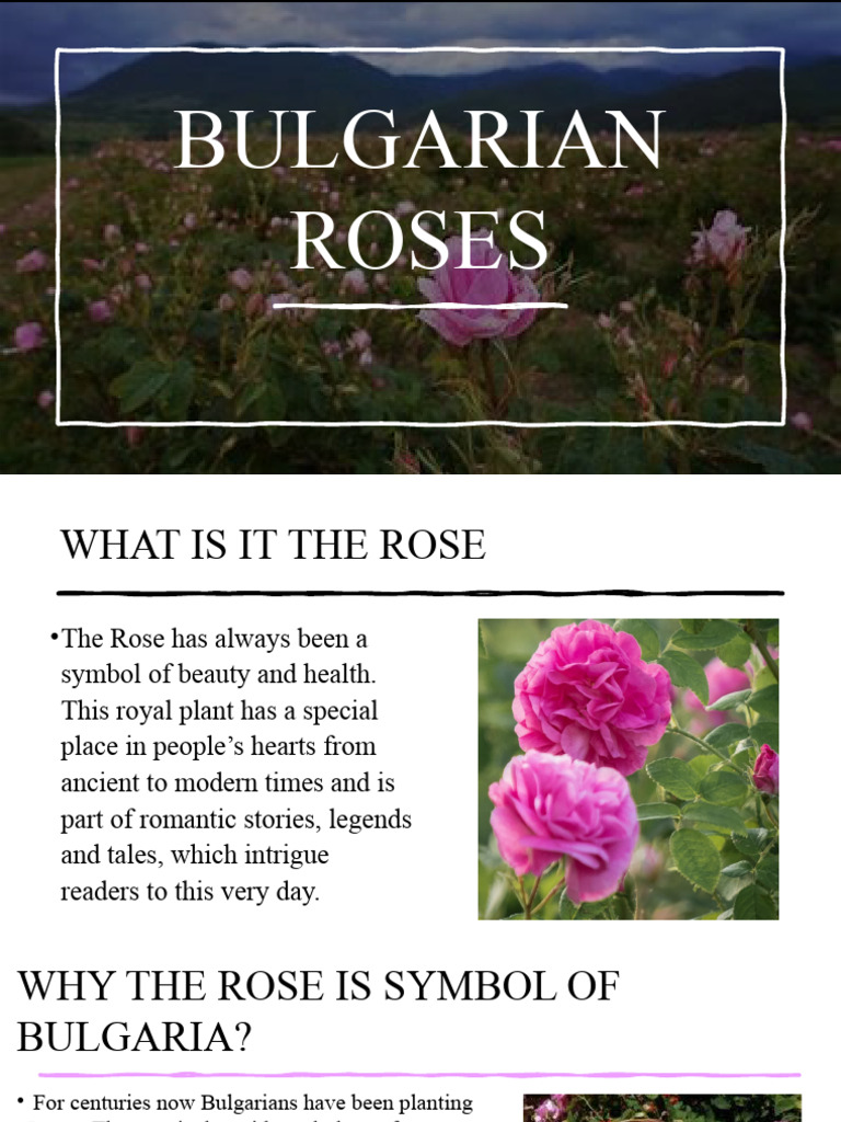 Bulgarian Roses: Symbol of Beauty and Pride | PDF | Poetry