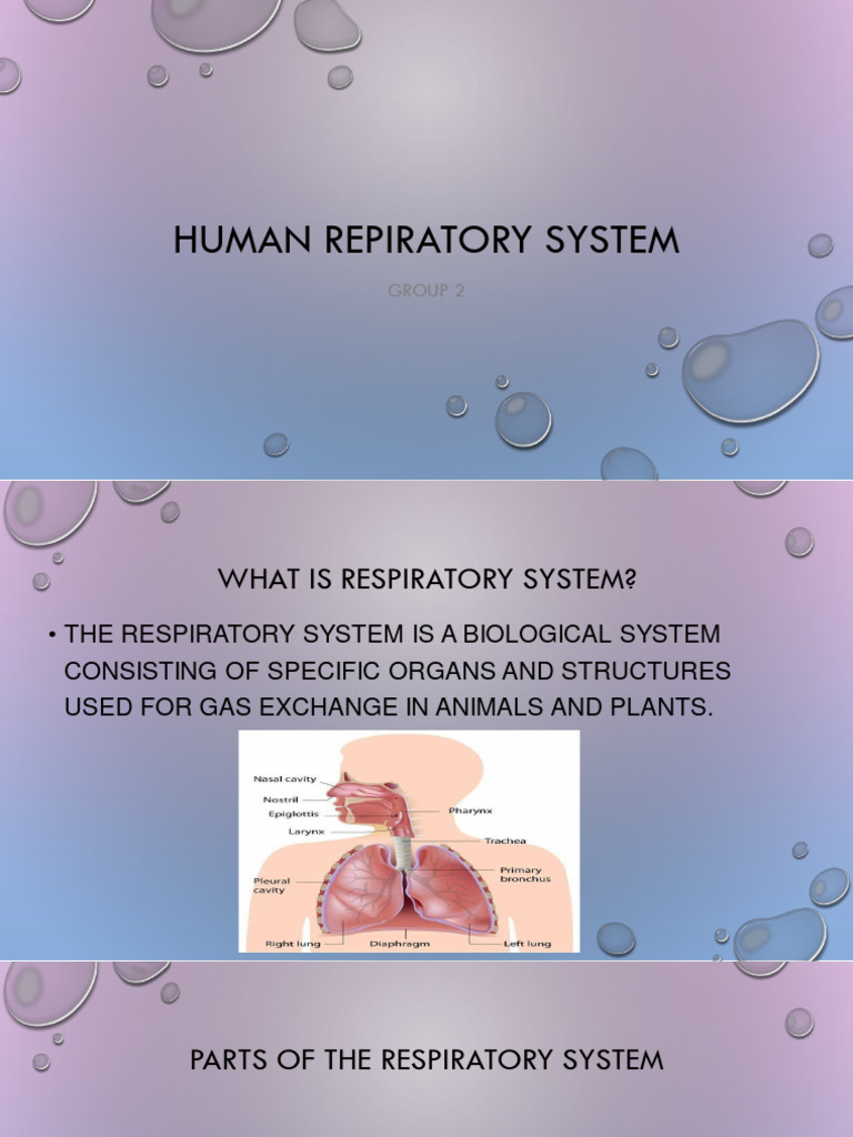Human Repiratory System | PDF | Respiratory Tract | Lung