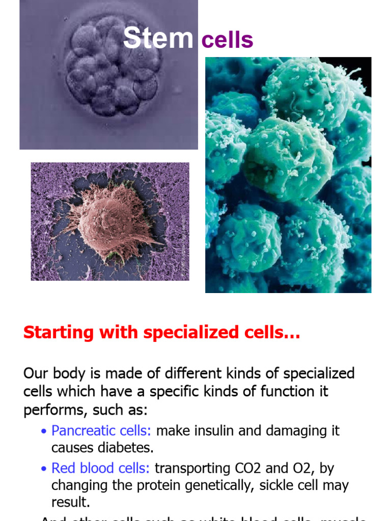 Stem Cells | PDF | Hematopoietic Stem Cell Transplantation | Cell Potency