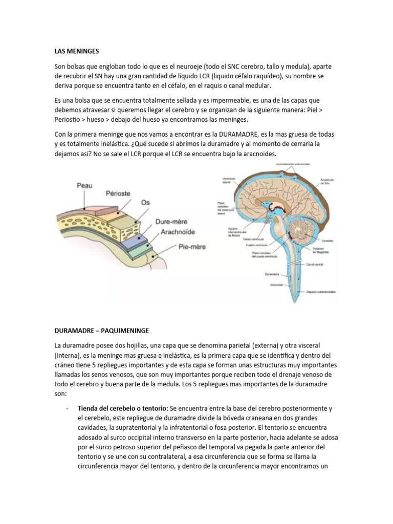 Las Meninges | PDF | Cabeza y cuello humanos | Anatomía