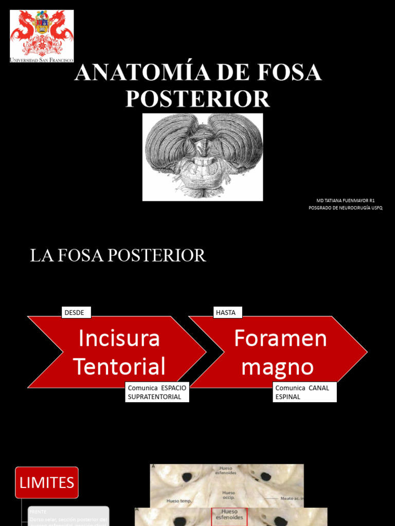 Anatomía de Fosa Posterior | PDF | Cerebelo | Neurociencia