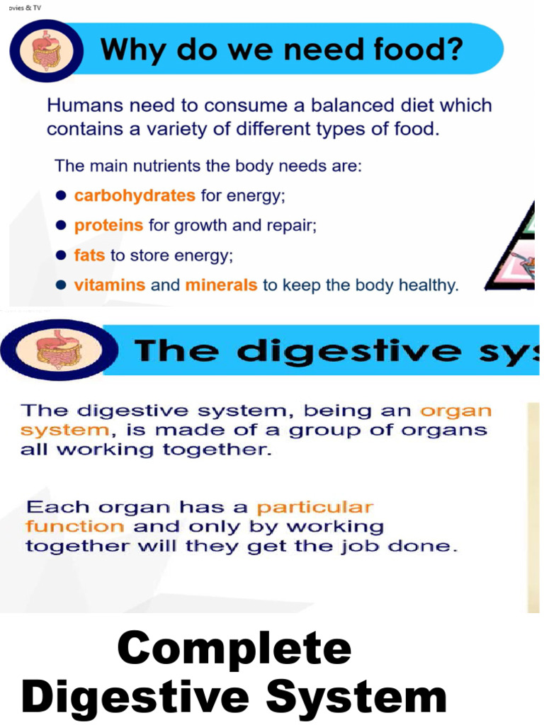 Complete Digestive System | PDF