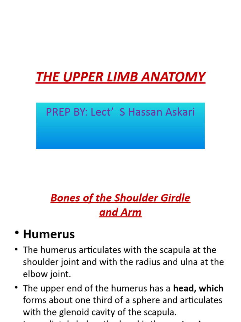 The Upper Limb Anatomy Humerus | PDF