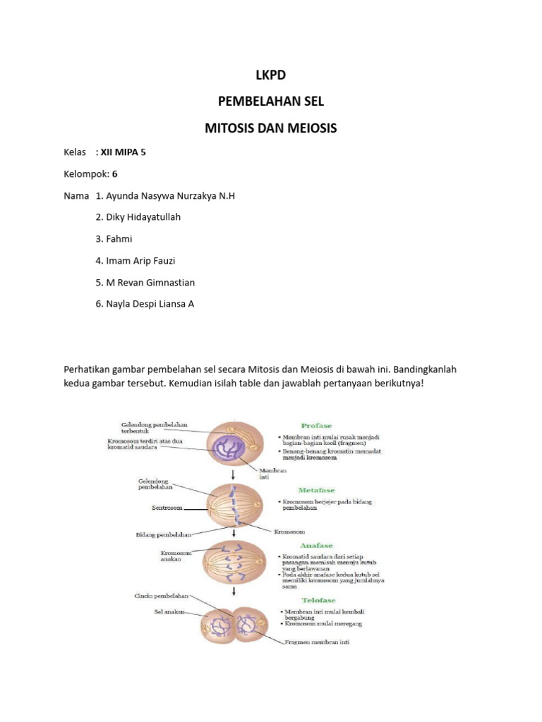 KEL 6 - XII MIPA 5 - LKPD Meiosis Dan Mitosis | PDF