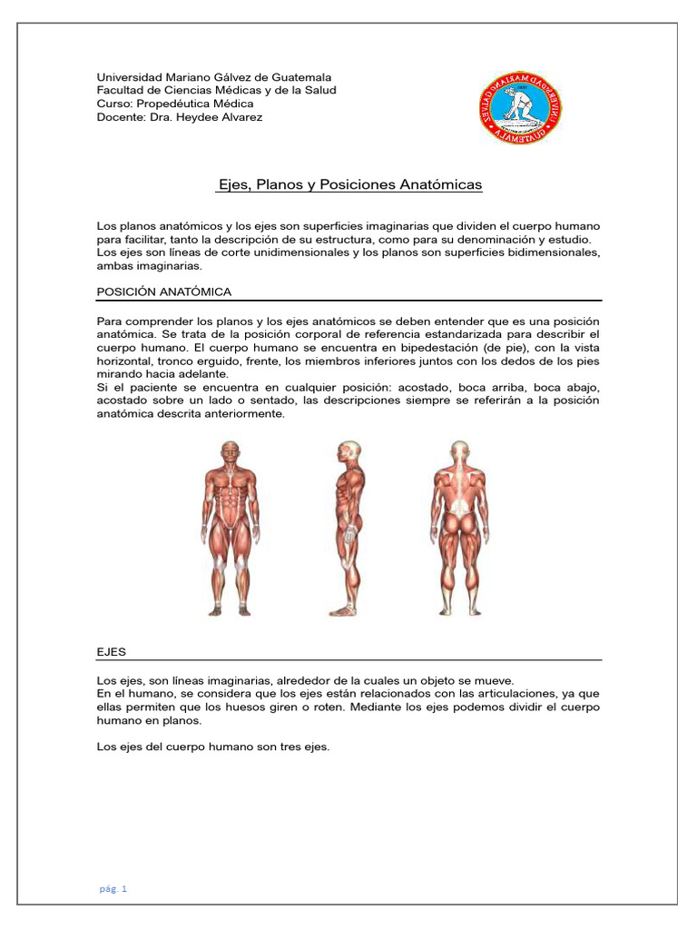 Ejes, Planos y Posiciones Anatómicas | PDF | Términos anatómicos de ubicación | Hombro