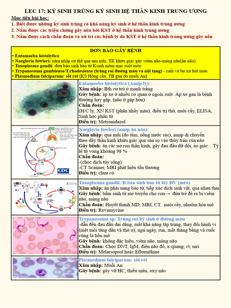 LEC 17_ KÝ SINH TRÙNG KÝ SINH HỆ THẦN KINH TRUNG ƯƠNG - Google Tài liệu | PDF