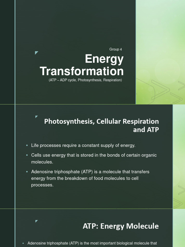 Energy-Transformation | PDF | Cellular Respiration | Photosynthesis