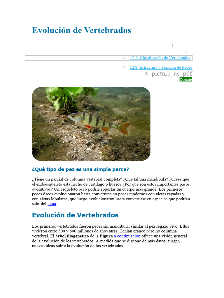 Evolución de Vertebrados | PDF