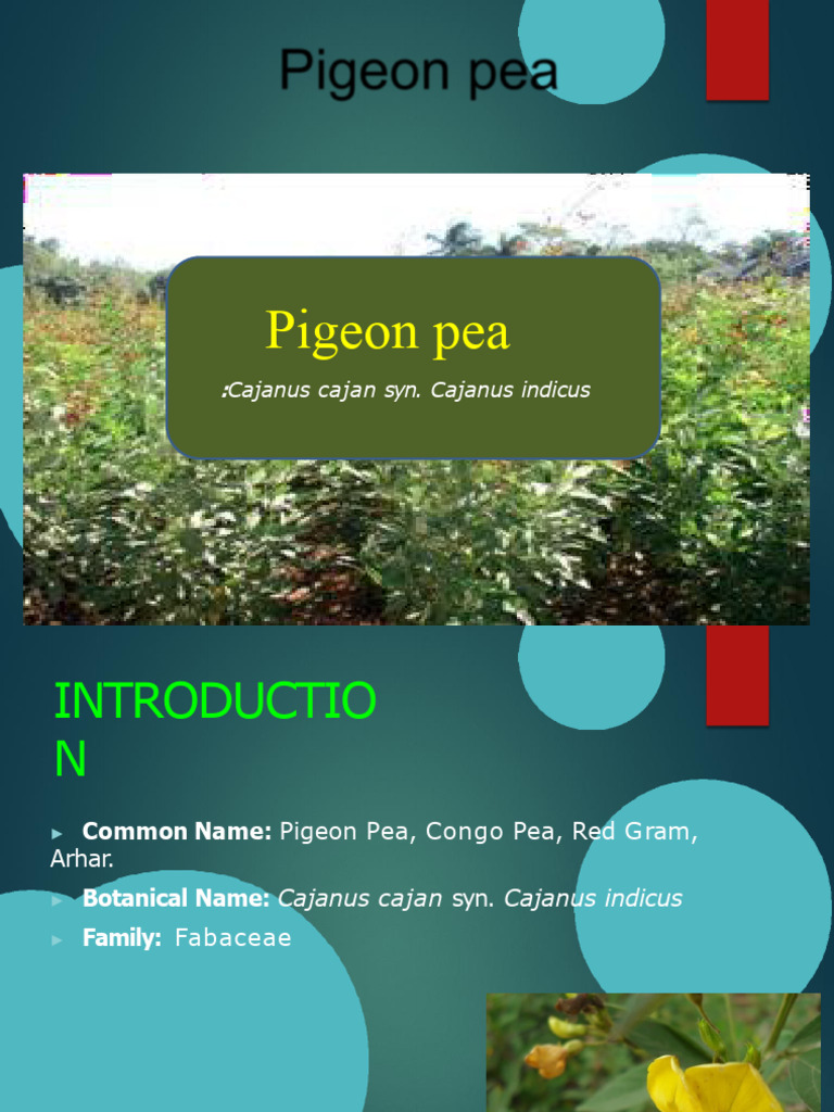 Lecture 7 - 605-Pigeon - Pea | PDF | Flowers | Petal