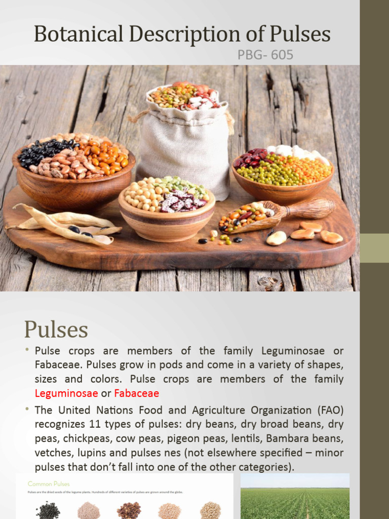 Pbg-605-Lecture 3 Botanical Description of Pulses | PDF | Legume | Flowers