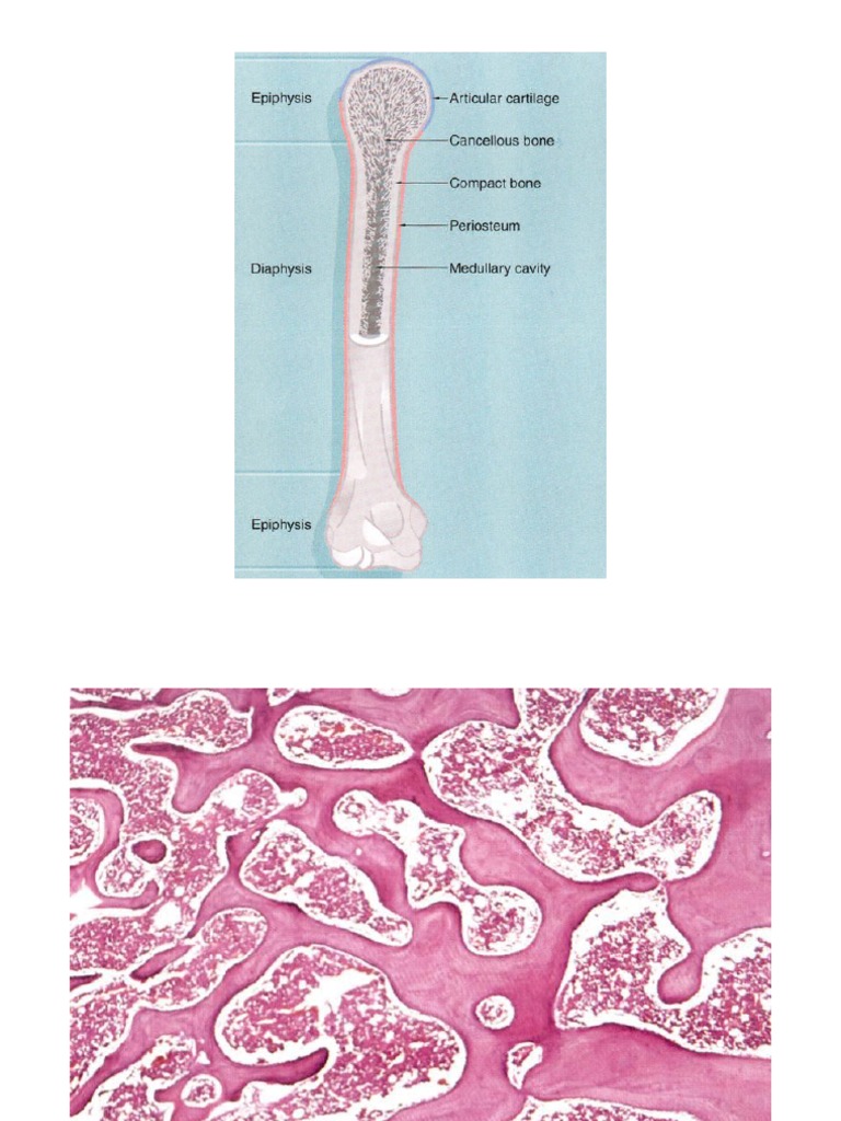 Lecture: Bone Deposition | PDF | Bone | Osteoblast