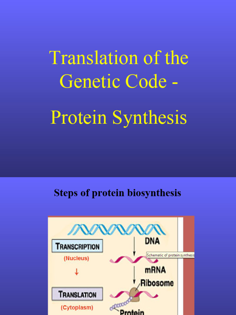 05' Protein Synthesis Animation | PDF