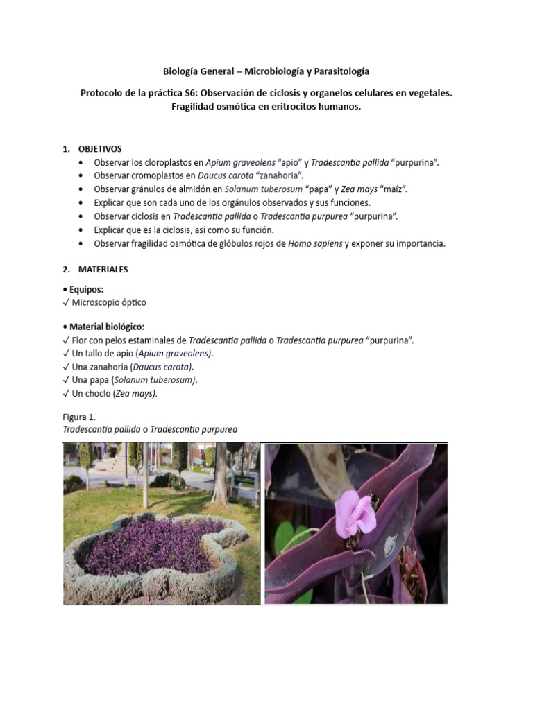 P6 - Biología General - Ciclosis y Fragilidad Osmótica | PDF | Plantas