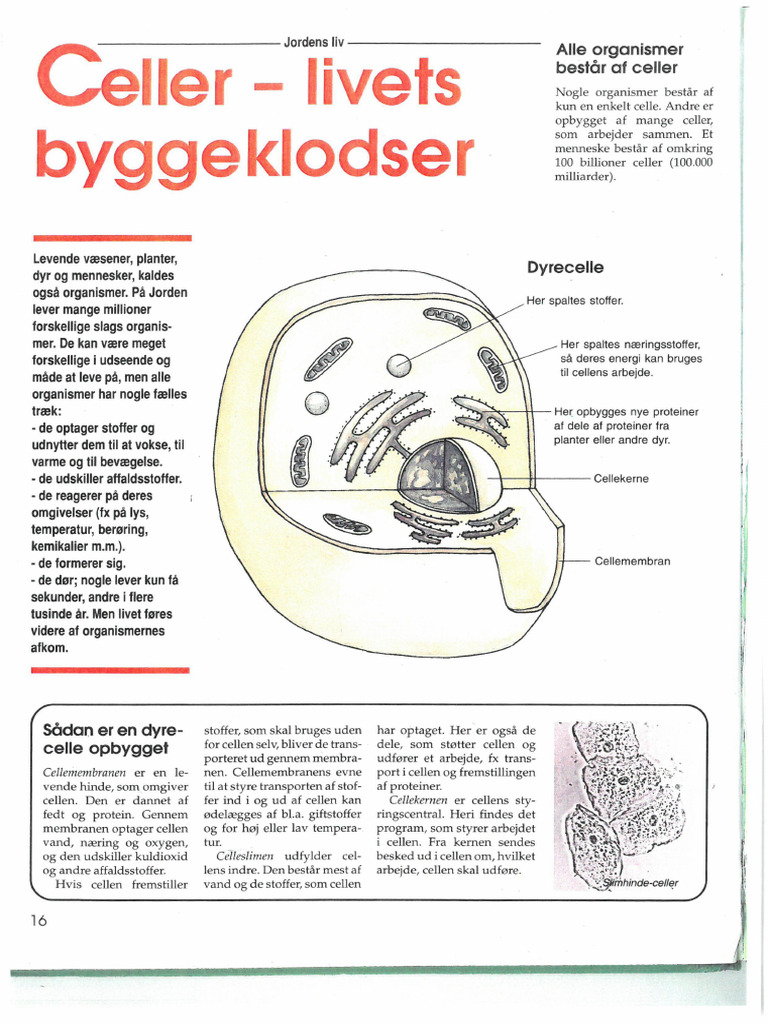 Celler Fra Ny Biologi | PDF