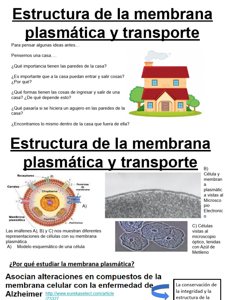 Estructura de La Membrana PlasmÃ¡Tica | PDF | Membrana celular | Bicapa lipídica