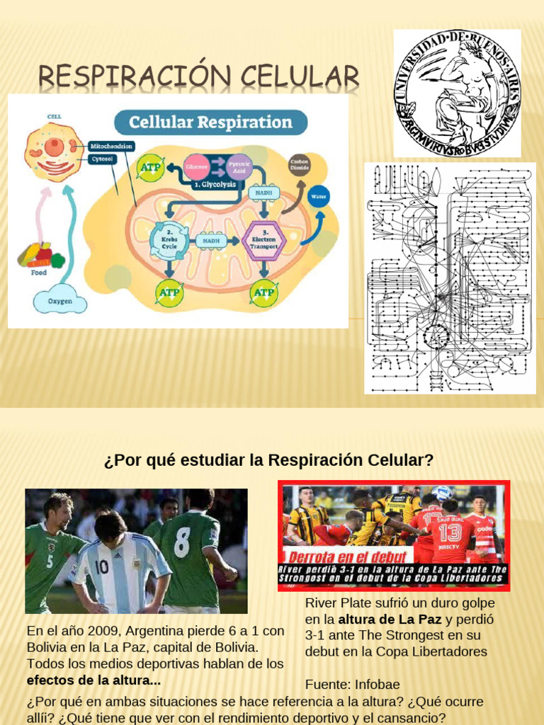 Respiracion Celular | PDF | Trifosfato de adenosina | Dieta y nutrición