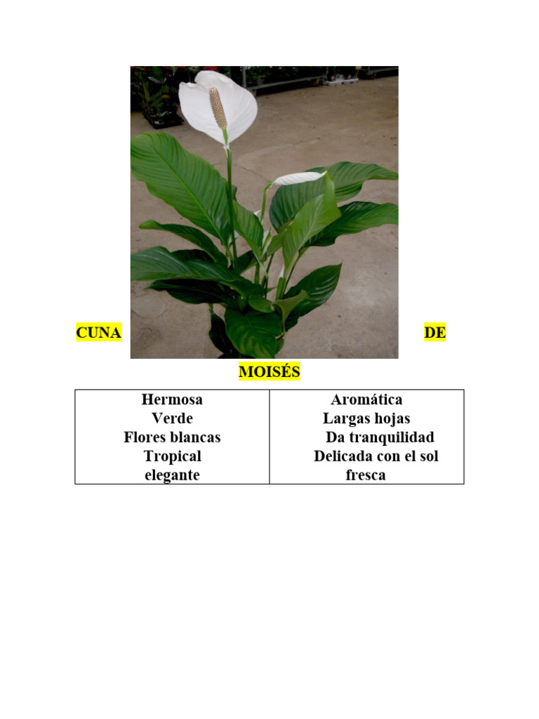 Cuna De Moisés Elegancia Tropical Pdf