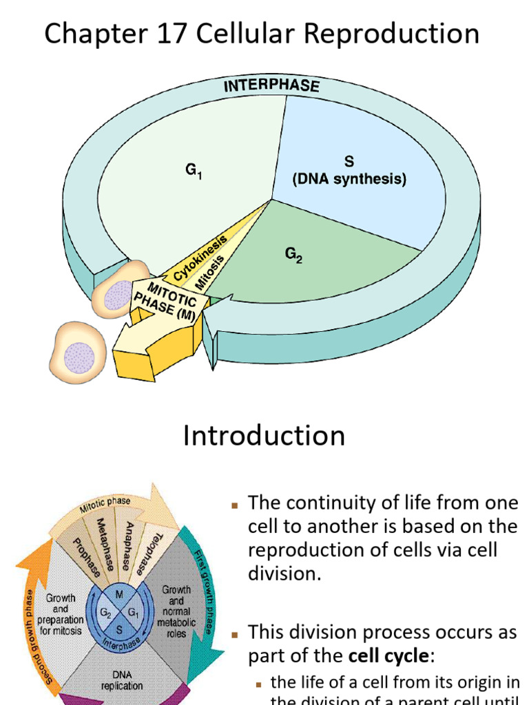 3 - Cell Cycle & Mitosis | PDF