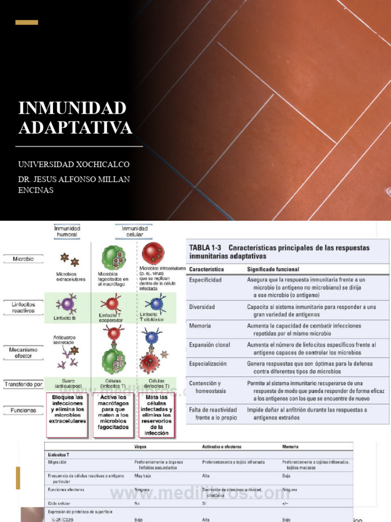 Clase 10.inmunidad Adaptativa | PDF | Célula T | Complejo mayor de histocompatibilidad