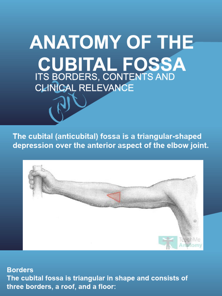Anatomy and Clinical Relevance of Cubital Fossa | PDF | Elbow ...
