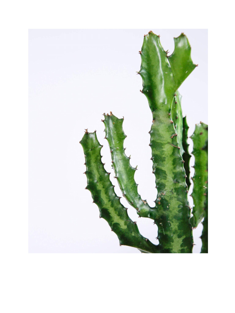Cacti | PDF