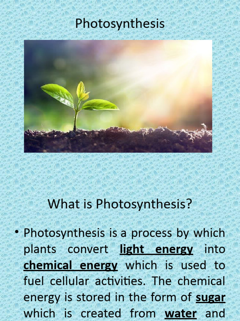 Grade 9 Photosynthesis | PDF | Leaf | Photosynthesis