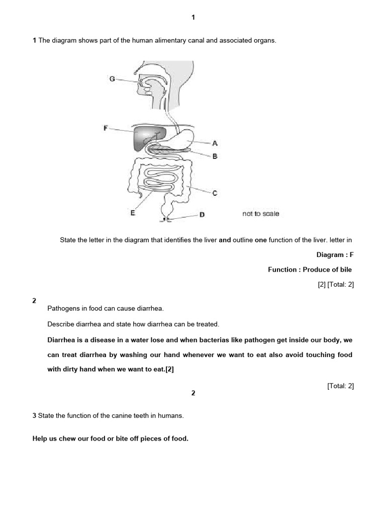 Jiosvaldo Christy Huang - HUMAN NUTRITION SEC3B | PDF | Foreign ...