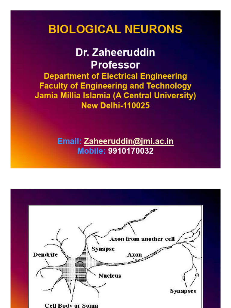 Biological Neuron | PDF | Chemical Synapse | Synapse