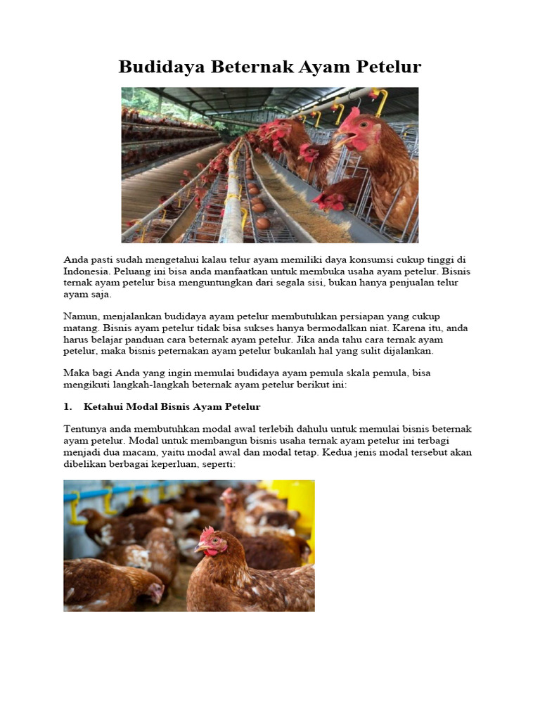 Budidaya Beternak Ayam Petelur | PDF