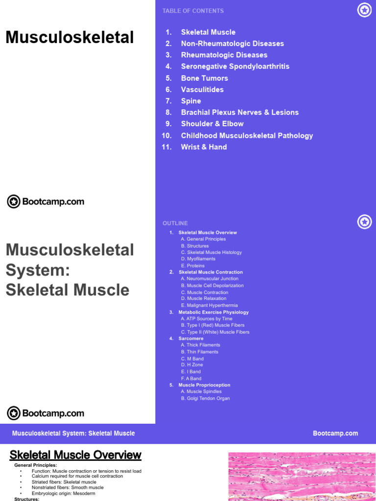 Bootcamp.com MSK | PDF | Muscle Contraction | Skeletal Muscle