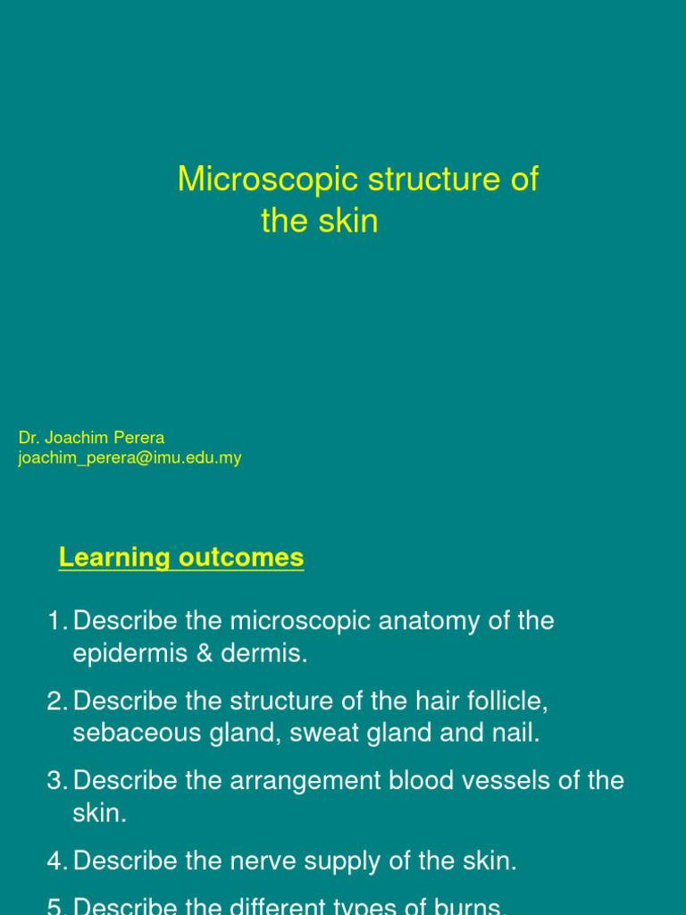Skin and Burns | PDF | Skin | Integumentary System