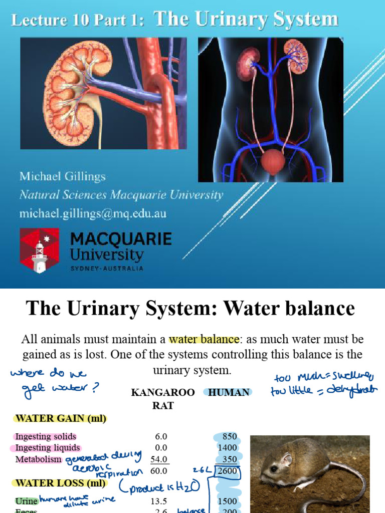 L10 Urinary and Cardiovascular Systems | PDF | Kidney | Ventricle (Heart)