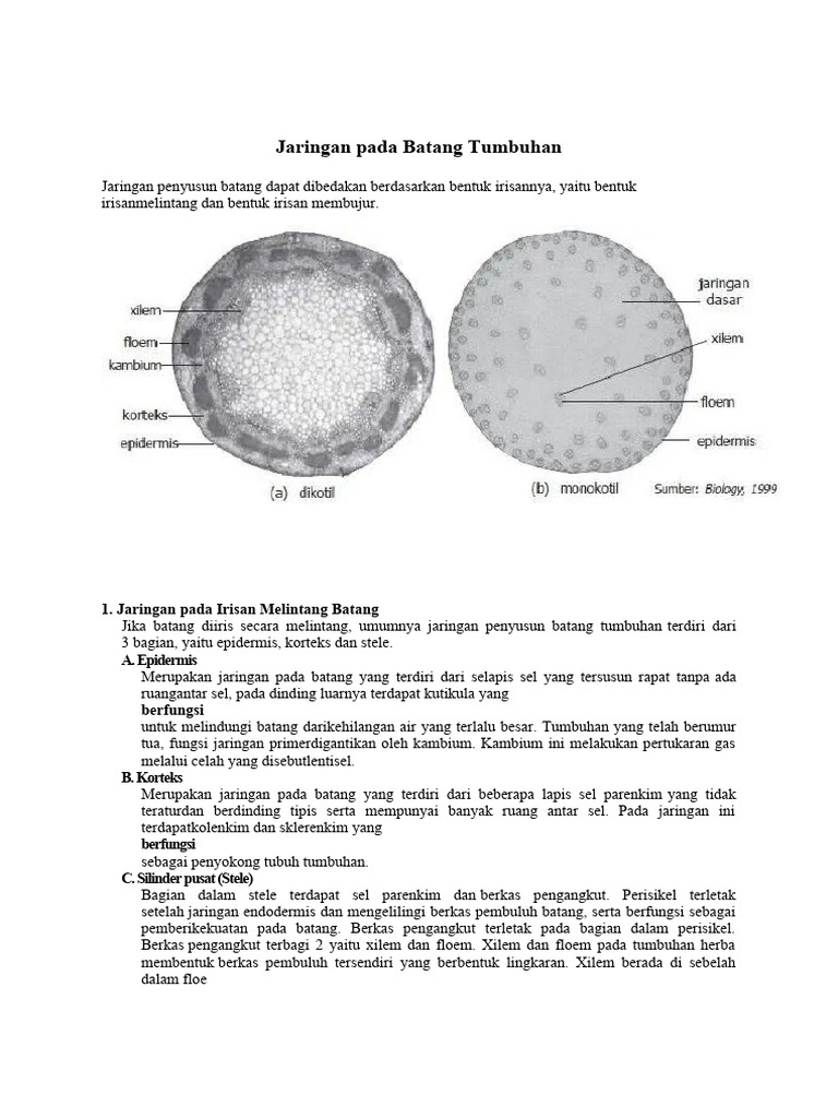 Jaringan Pada Batang Tumbuhan | PDF