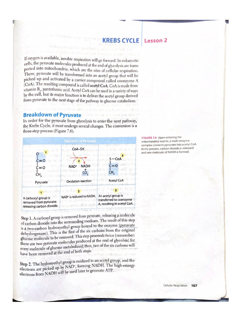 KREBS-CYCLE-Lesson-2 2 | PDF
