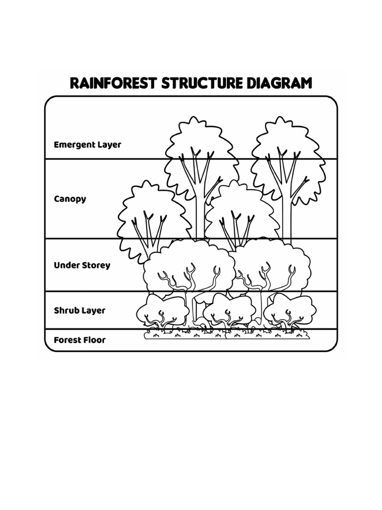 printablee.com-rainforest-structure-diagram_429573.png | PDF
