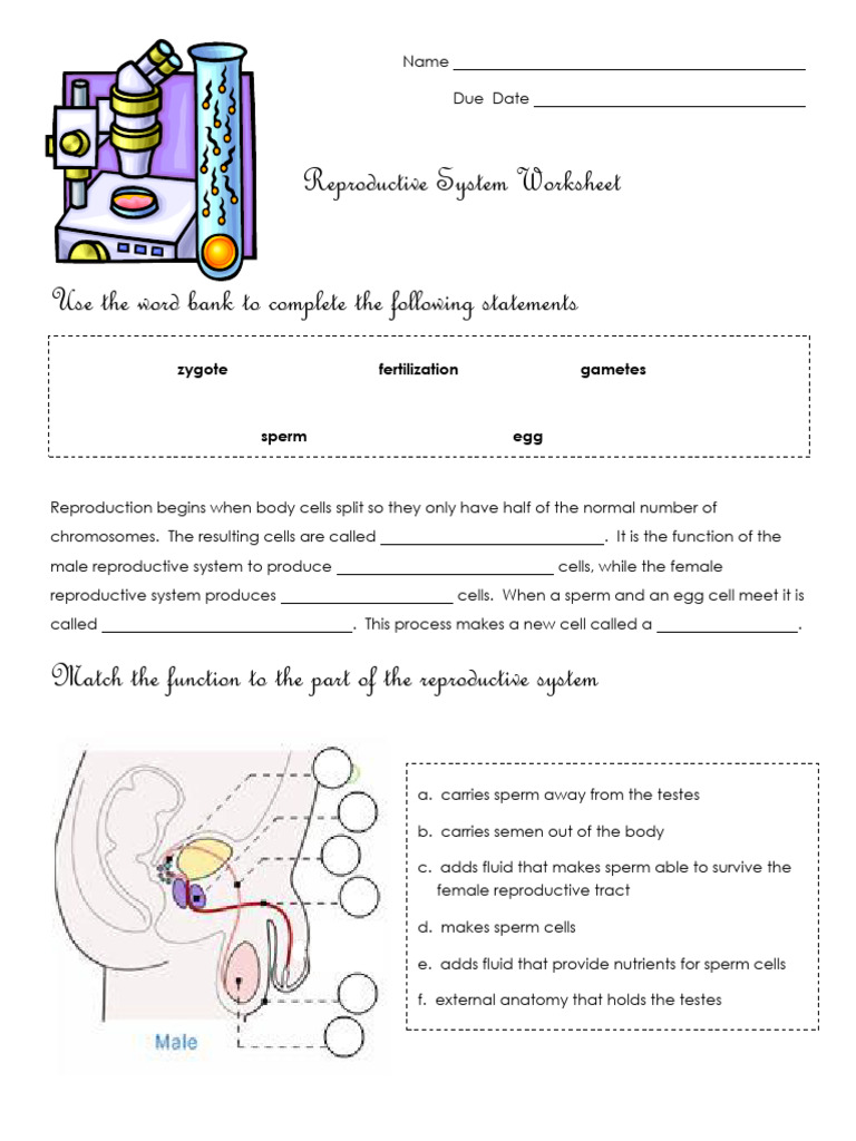 Reproductive System Worksheet Use The Word Bank To Complete The ... | PDF