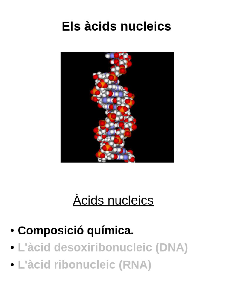 Àcids Nucleics 1 | PDF