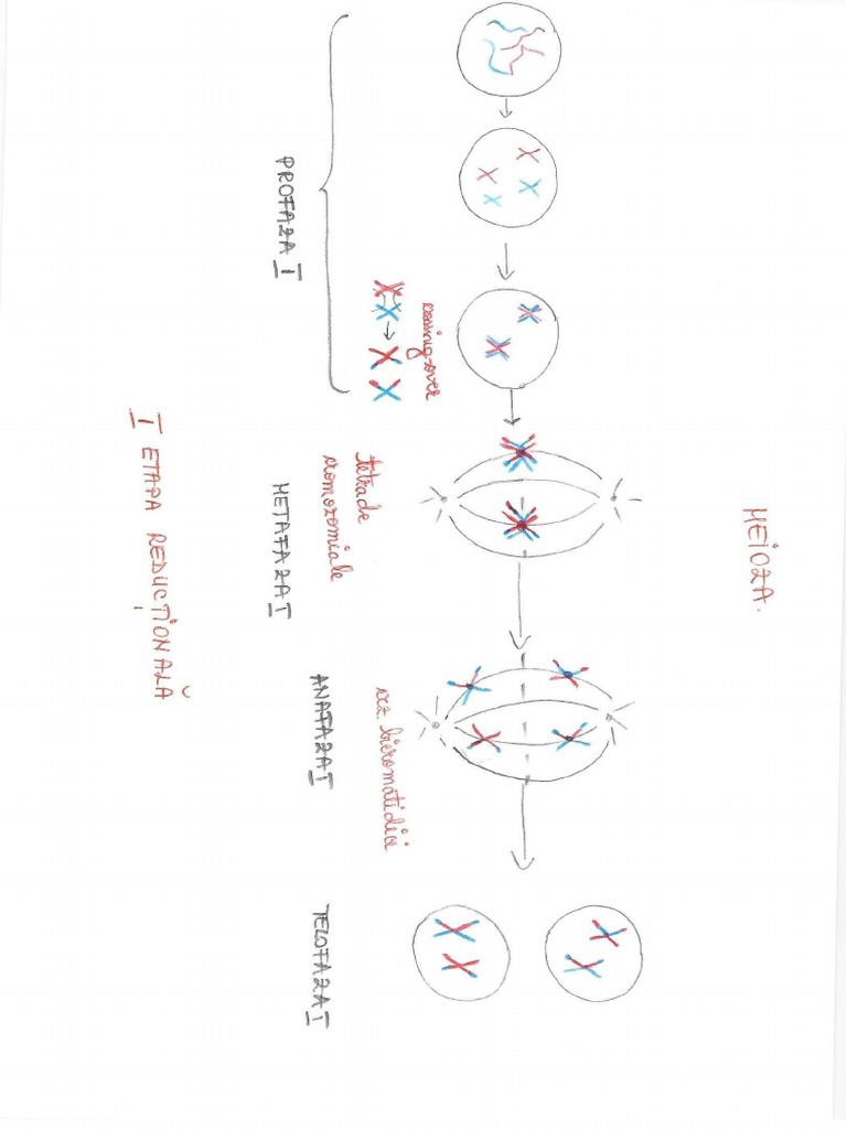 Etapele meiozei | PDF