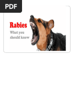 ERIG Infiltration | PDF | Injection (Medicine) | Rabies