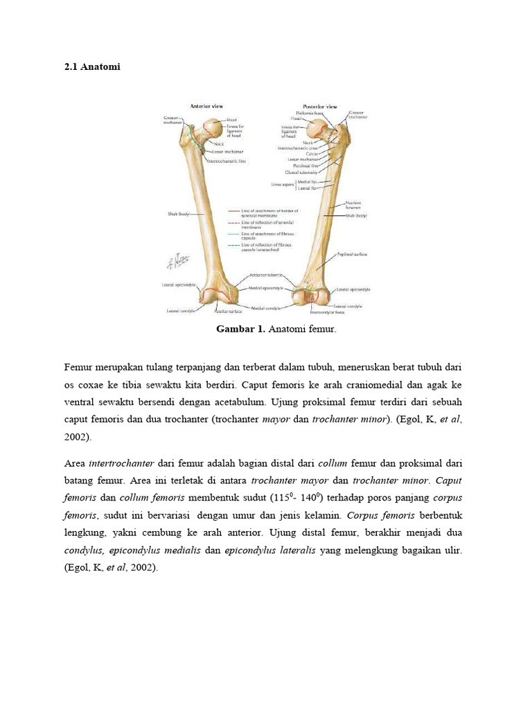 Anatomi, Def, Etio, Patof FNF | PDF