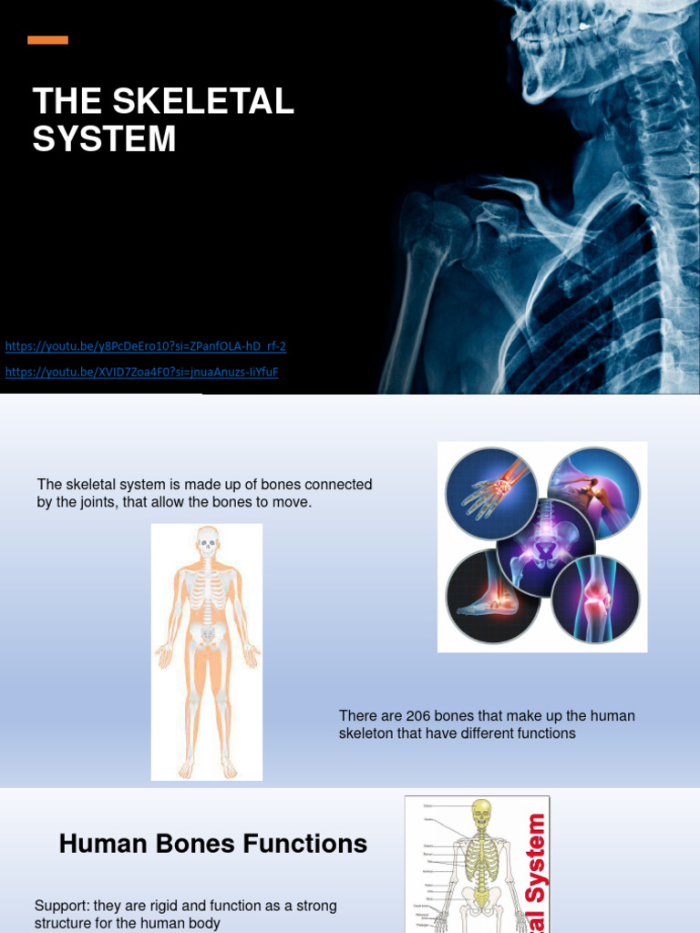 The Skeletal System | PDF | Bone | Skeleton