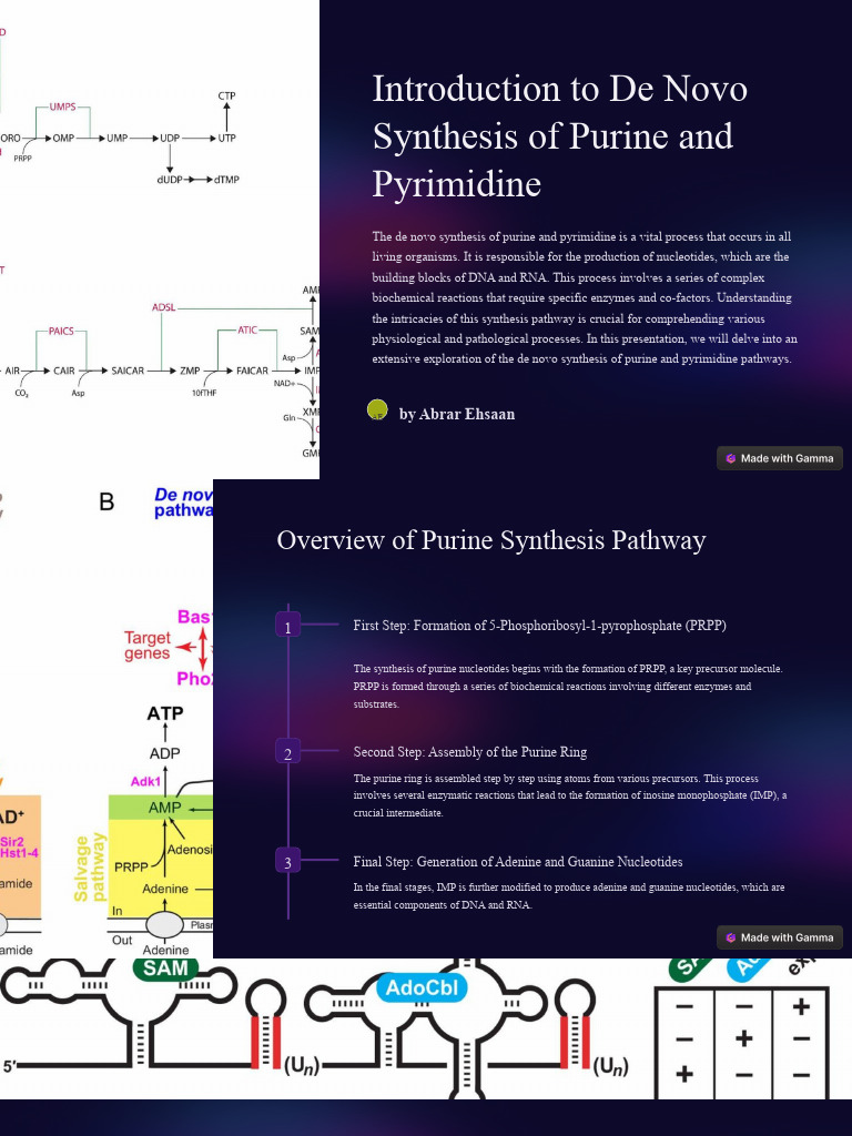 Introduction to de Novo Synthesis of Purine and Pyrimidine | PDF