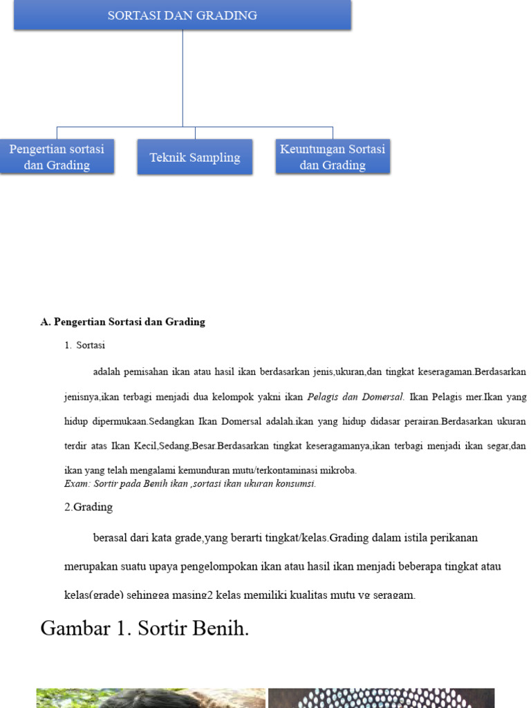 Presentation1 Sortasi Dan Grading (3.2) | PDF