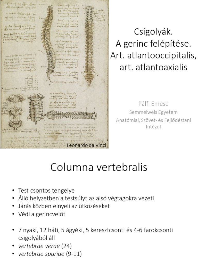 OKI Csigolyák PE | PDF