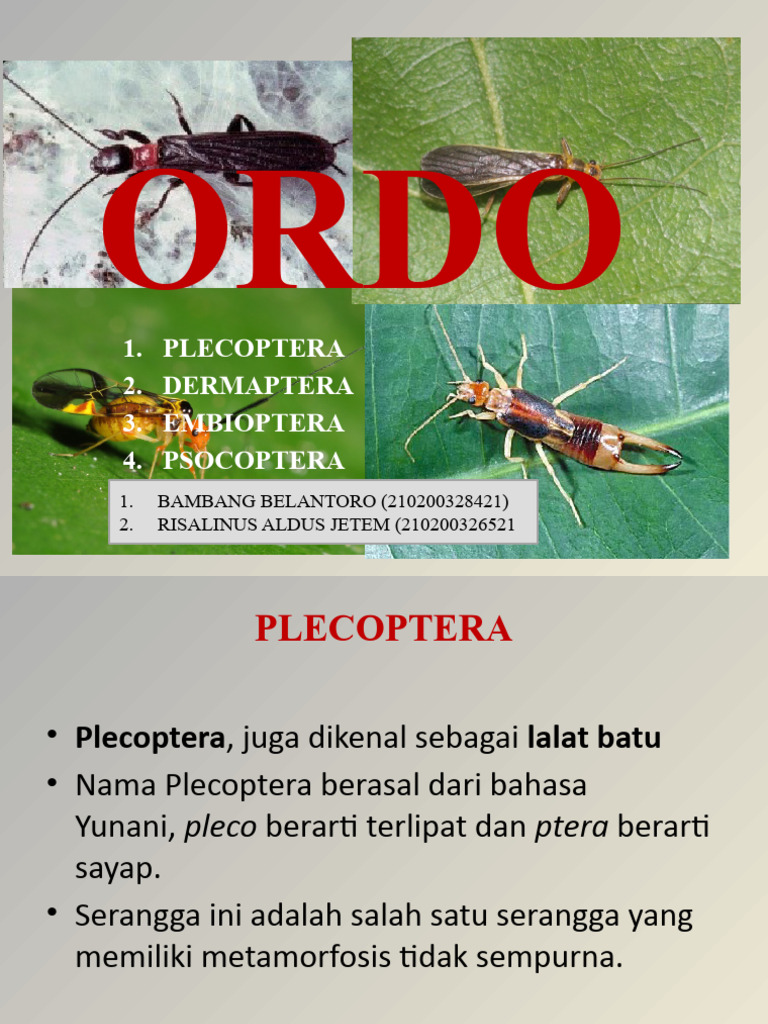 ORDO | PDF