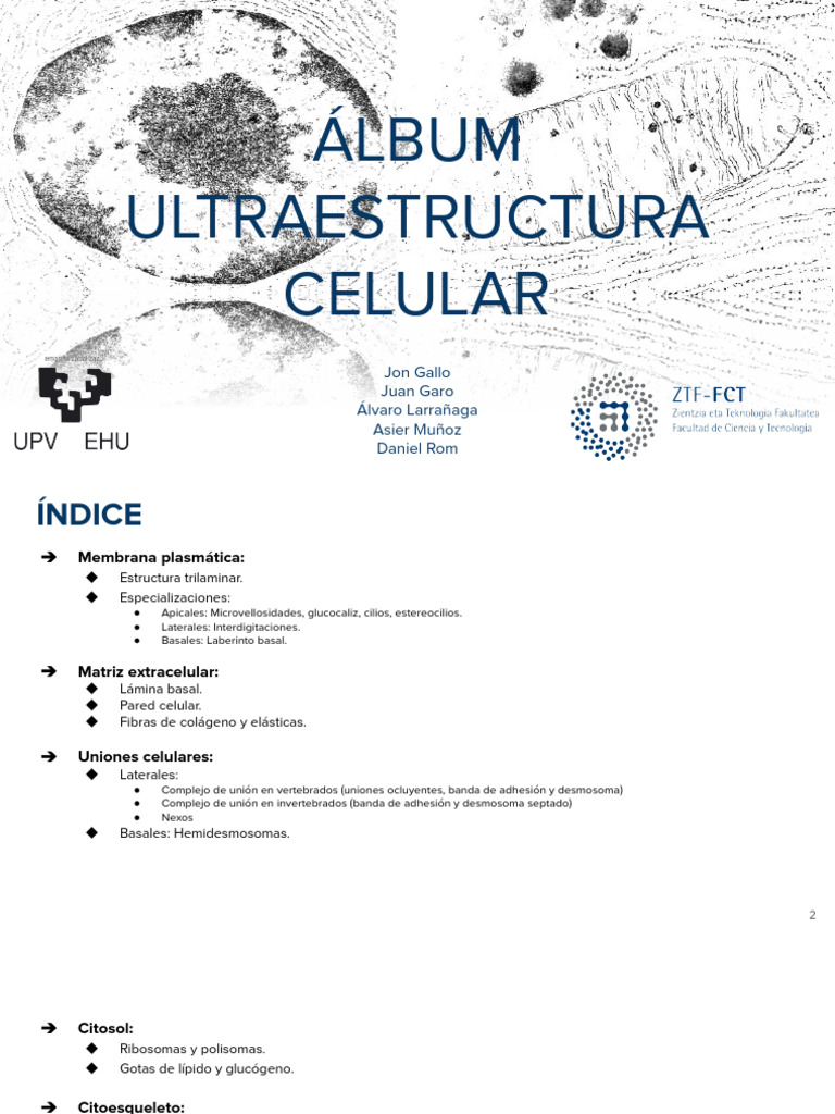 Álbum Biocel | PDF | Mitosis | Retículo endoplásmico