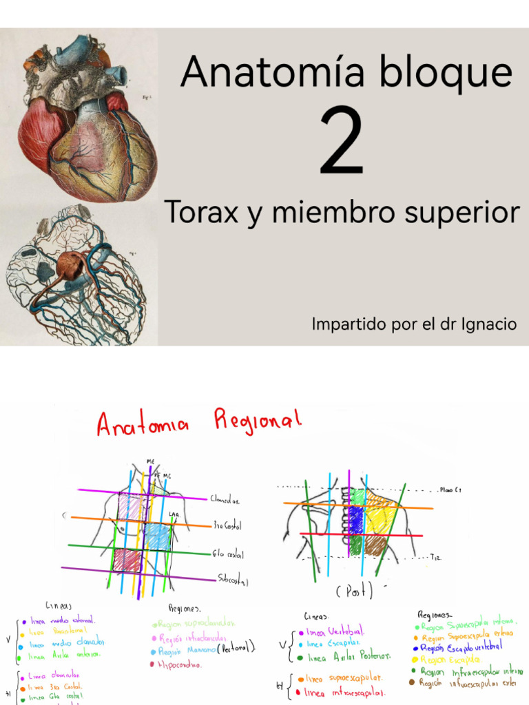 Anatomía Bloque II - 231114 - 213111 | PDF