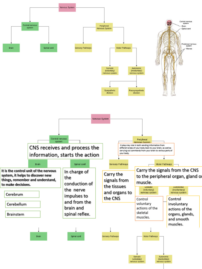 Nervous System 2 | PDF