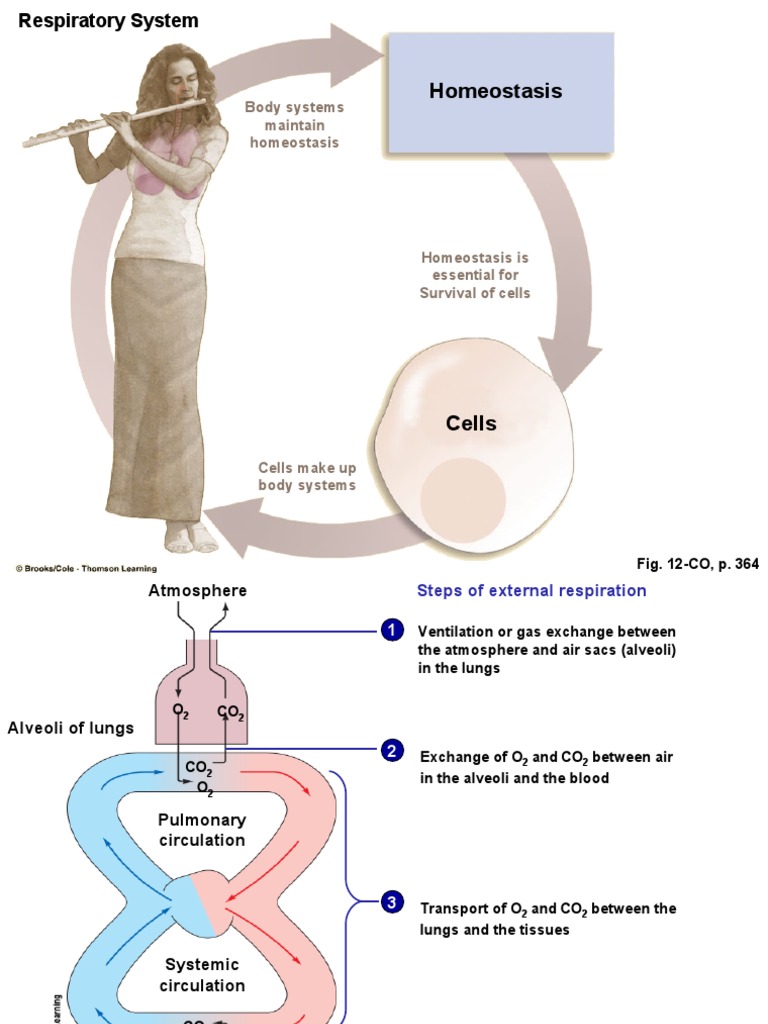Homeostasis: Body Systems Maintain Homeostasis | PDF