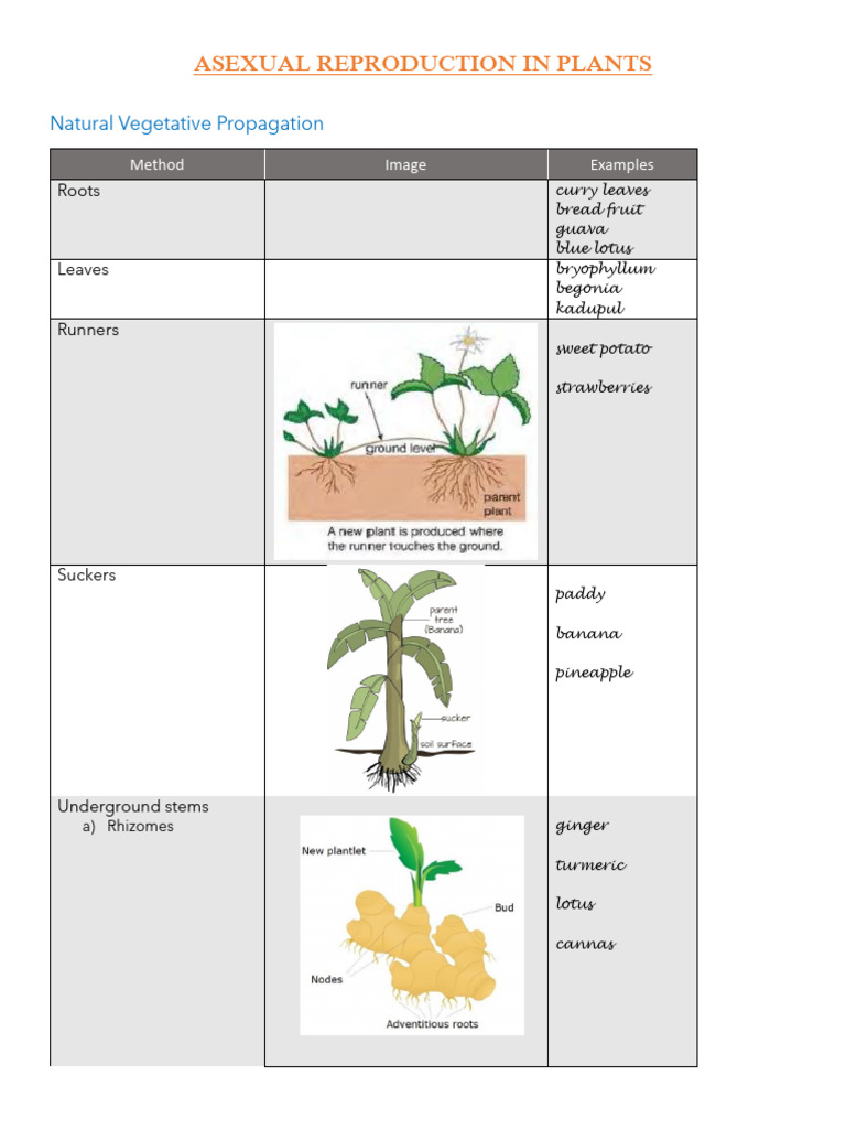 Asexual Reproduction in Plants | PDF